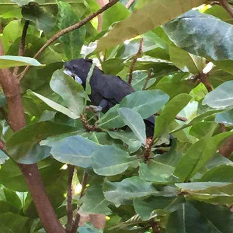 Saunders Beach: Bird Smuggling Destination | Saunders Beach, Queensland ...